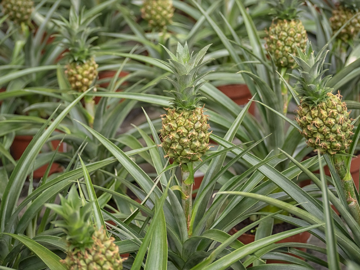 Pineapples (Ananas) Flower, Leaf, Care, Uses - PictureThis