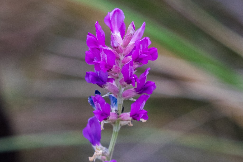 Purple Loco-Weed (Oxytropis lambertii) Flower, Leaf, Care, Uses ...