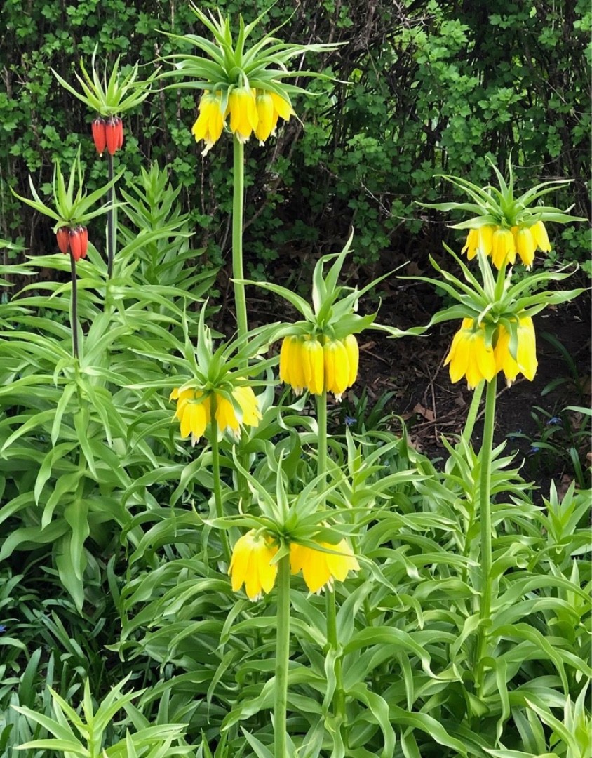 Fritillaria imperialis 'Maxima Lutea' - PictureThis