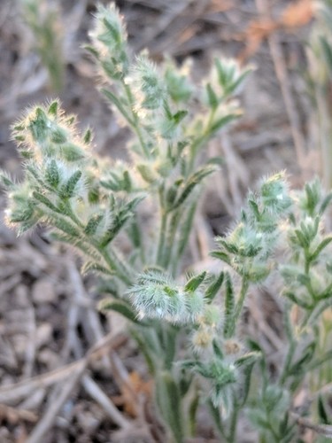 Mexican cryptantha (Cryptantha mexicana) Flower, Leaf, Care, Uses ...