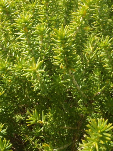 Aspalathus capensis - PictureThis