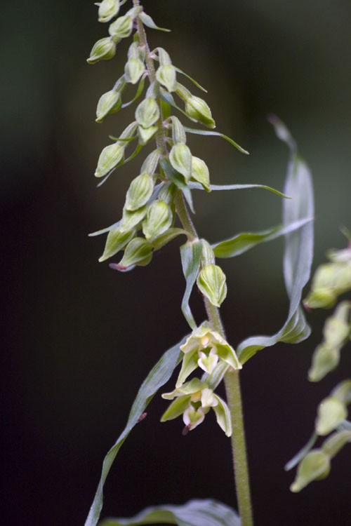 Green-flowered helleborine (Epipactis phyllanthes) Flower, Leaf, Care ...