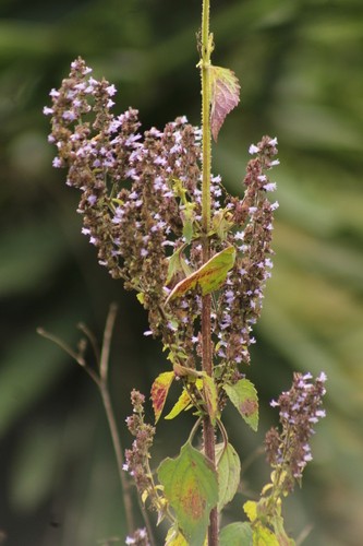 Cantinoa mutabilis - PictureThis