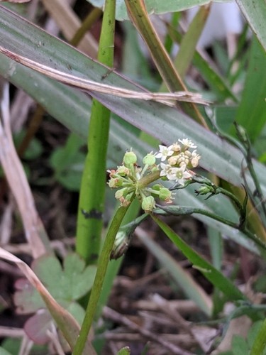 Whorled marshpennywort (Hydrocotyle prolifera) Flower, Leaf, Care, Uses ...