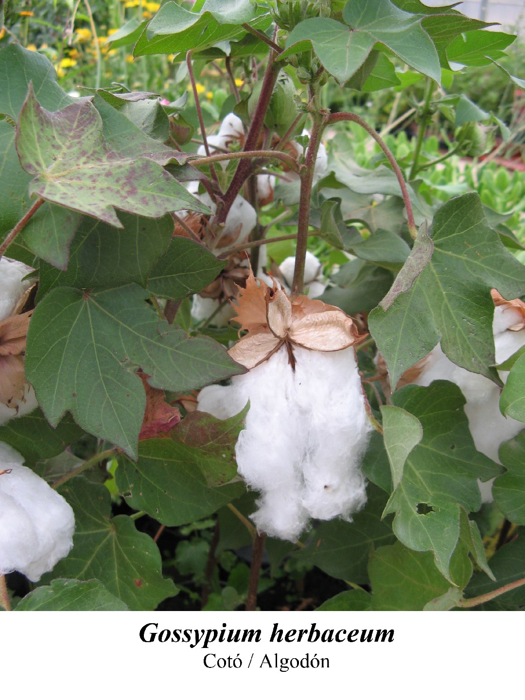 How to Plant and Grow Levant cotton(Gossypium herbaceum)