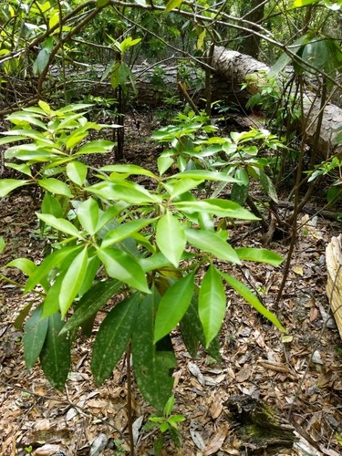 Illicium floridanum - PictureThis