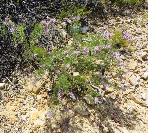 🌿 ¿Cómo trasplantar Paranomus lagopus? (Época ideal, métodos y cuidados ...