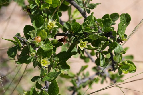 Strongbark (Bourreria) Flower, Leaf, Care, Uses - PictureThis