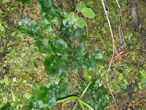 Treubia Care (Watering, Fertilize, Pruning, Propagation) - PictureThis