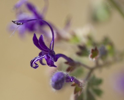 Turpentine weed (Trichostema laxum) Flower, Leaf, Care, Uses - PictureThis