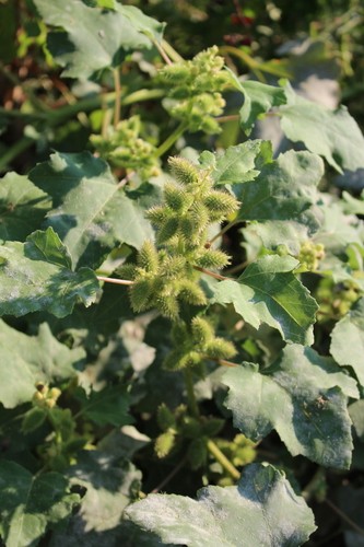 Guisazo de caballo (Xanthium orientale) - PictureThis
