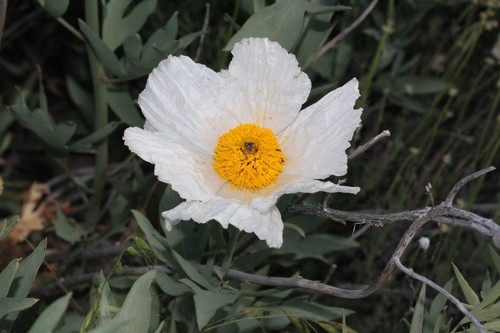 Romneya trichocalyx - PictureThis