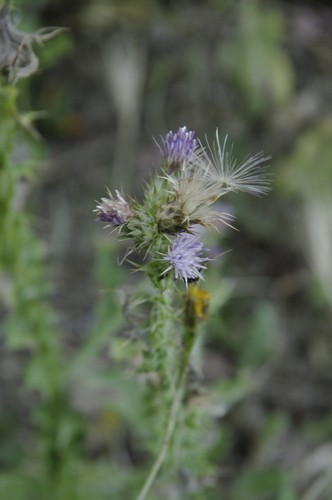 Cardo (Carduus tenuiflorus) - PictureThis
