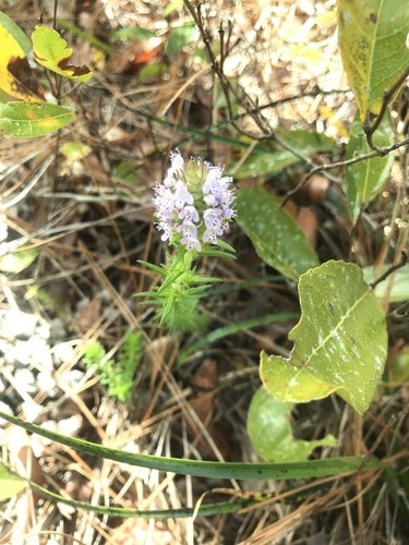 Piloblephis rigida - PictureThis