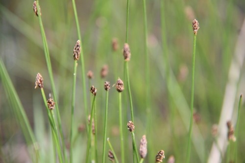 Eleocharis elliptica - PictureThis