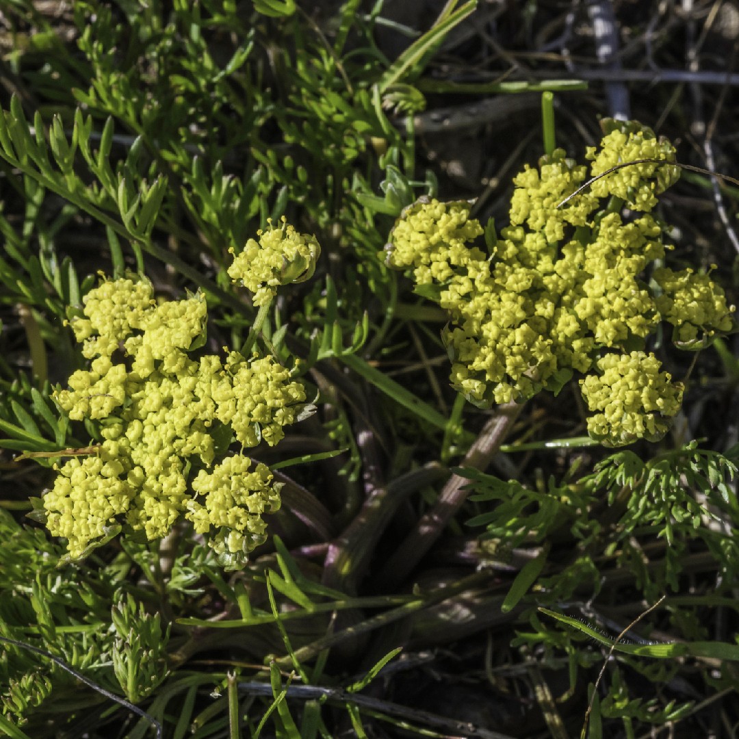 Lomatium utriculatum - PictureThis