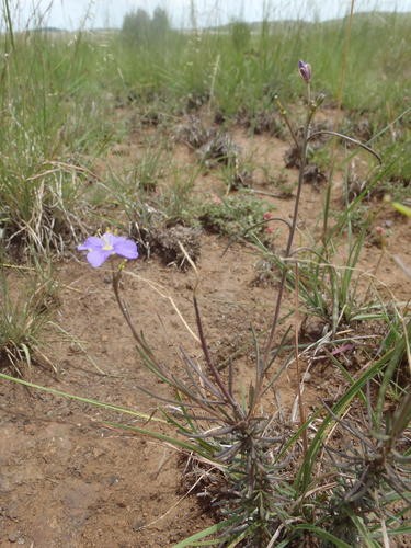 Heliophila suavissima - PictureThis