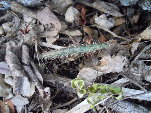 Opuntia pubescens - PictureThis