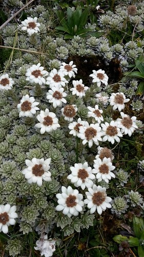 Leucogenes leontopodium × raoulia rubra (Leucogenes leontopodium ...