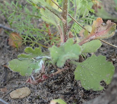 Senecio arenarius - PictureThis