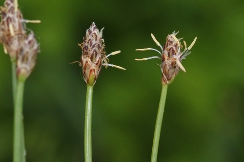 Sand spikerush (Eleocharis montevidensis) Flower, Leaf, Care, Uses ...