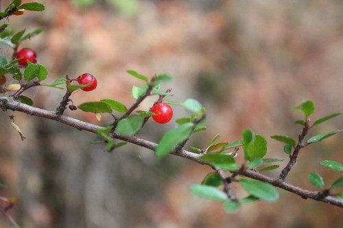 Spiny redberry (Endotropis crocea subsp. crocea) Flower, Leaf, Care ...