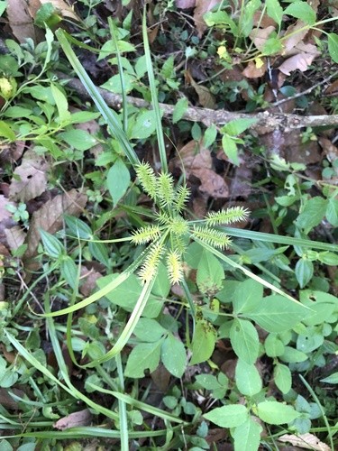 Cyperus cyperoides - PictureThis