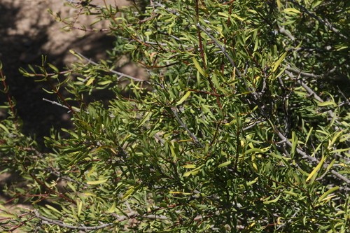 Bush rue (Cneoridium dumosum) Flower, Leaf, Care, Uses - PictureThis