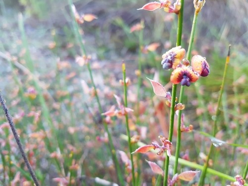 Daviesia triflora Flower, Leaf, Care, Uses - PictureThis