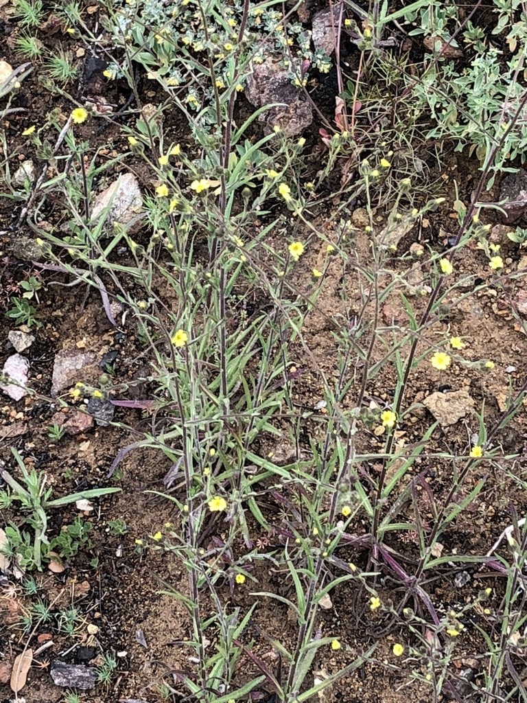 Tarweeds (Madia) Flower, Leaf, Care, Uses - PictureThis