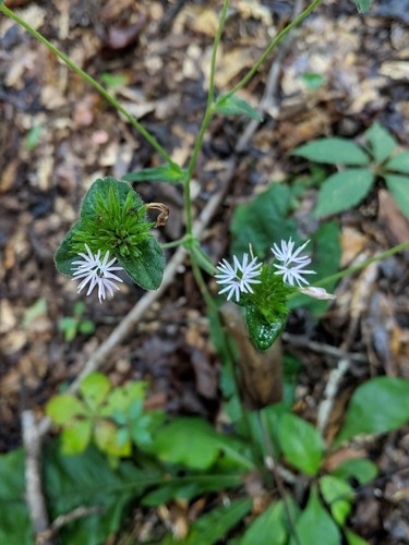 Elephantopus tomentosus - PictureThis