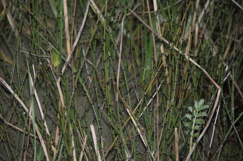 Equiseto variegato (Equisetum variegatum) - PictureThis