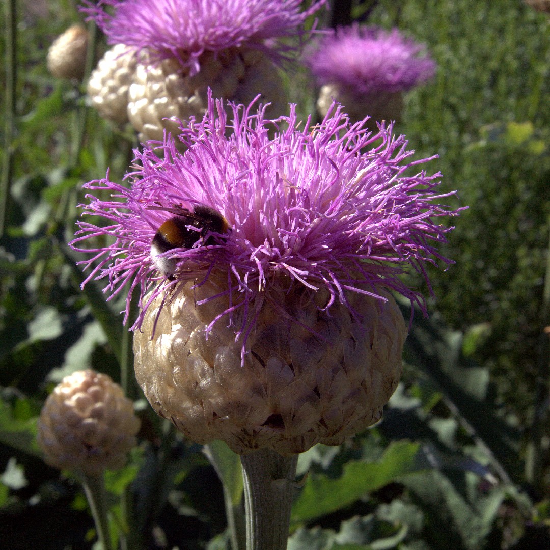 Рапонтикум (Rhaponticum) - PictureThis