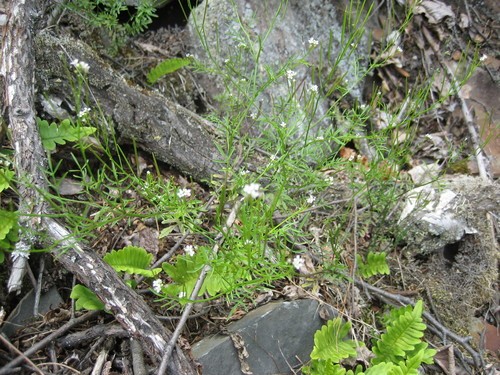 Cердечник мелкоцветковый (Cardamine parviflora) - PictureThis