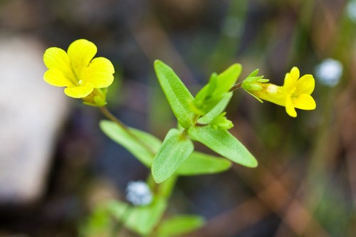 Gratiola aurea - PictureThis