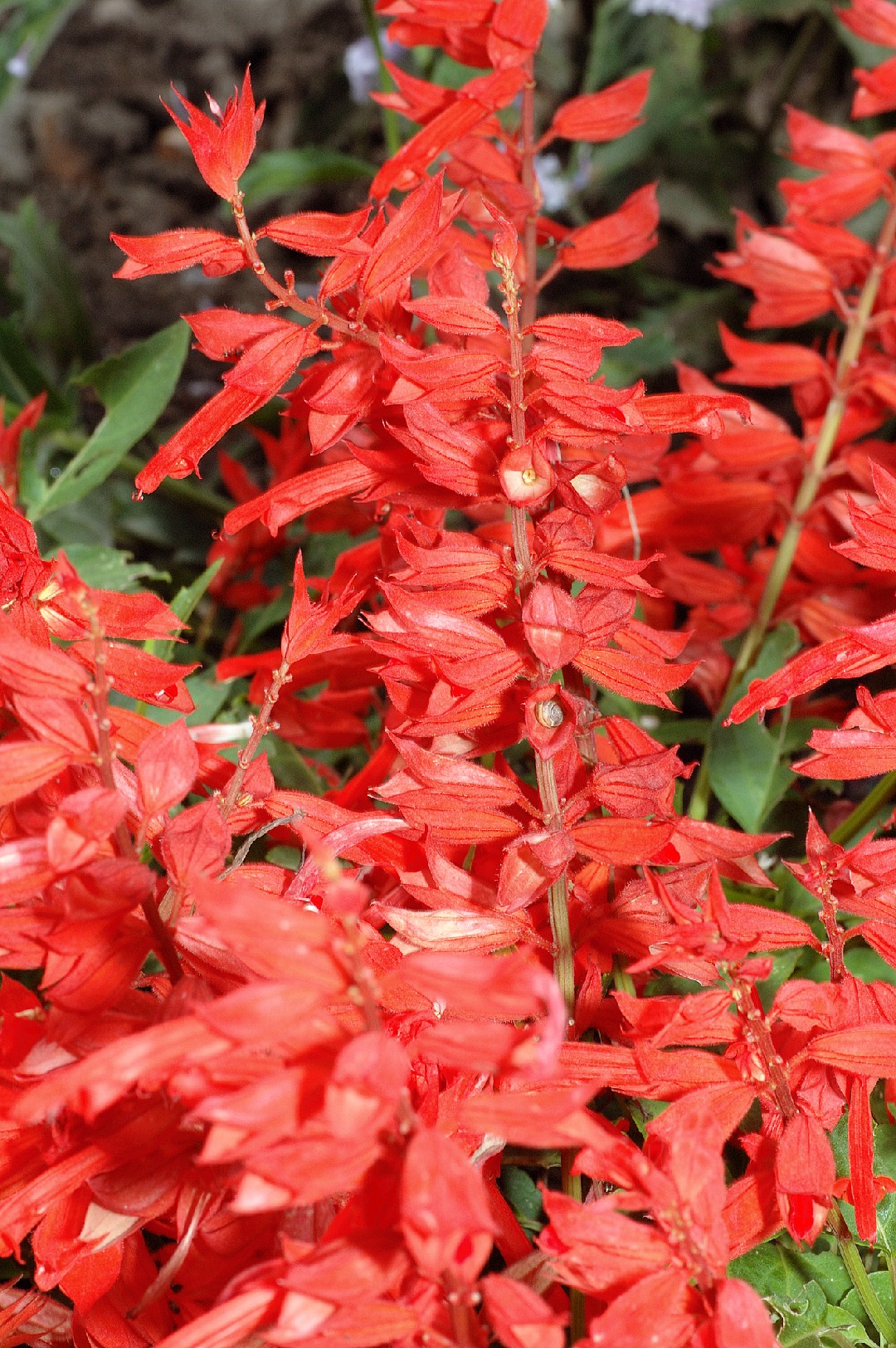 Salvia roja (Salvia splendens) - PictureThis