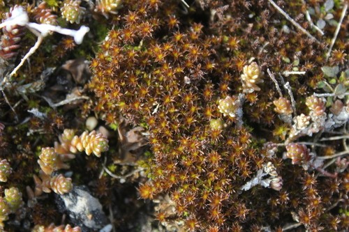 Syntrichia ruralis - PictureThis