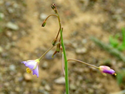 Cruciferae (Brassicaceae) Flower, Leaf, Care, Uses - PictureThis