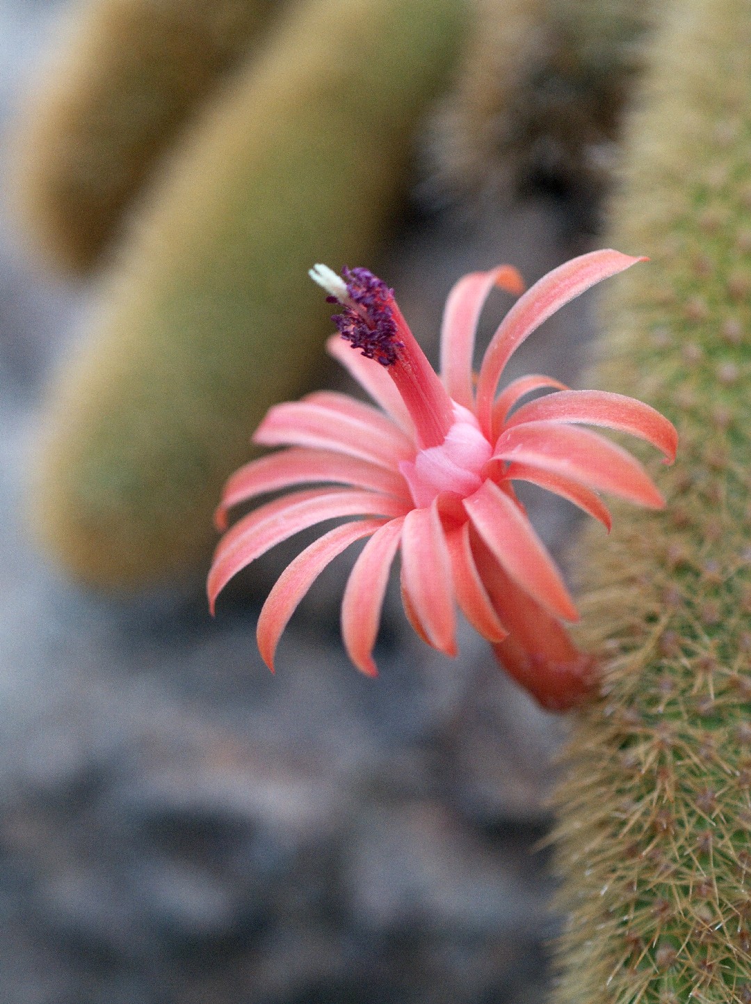 Cleistocactus winteri - PictureThis