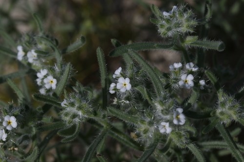 Johnstonella angustifolia - PictureThis