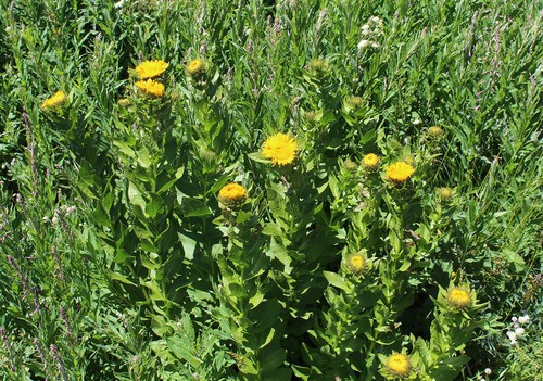 Eastern fleabane (Inula orientalis) Flower, Leaf, Care, Uses - PictureThis