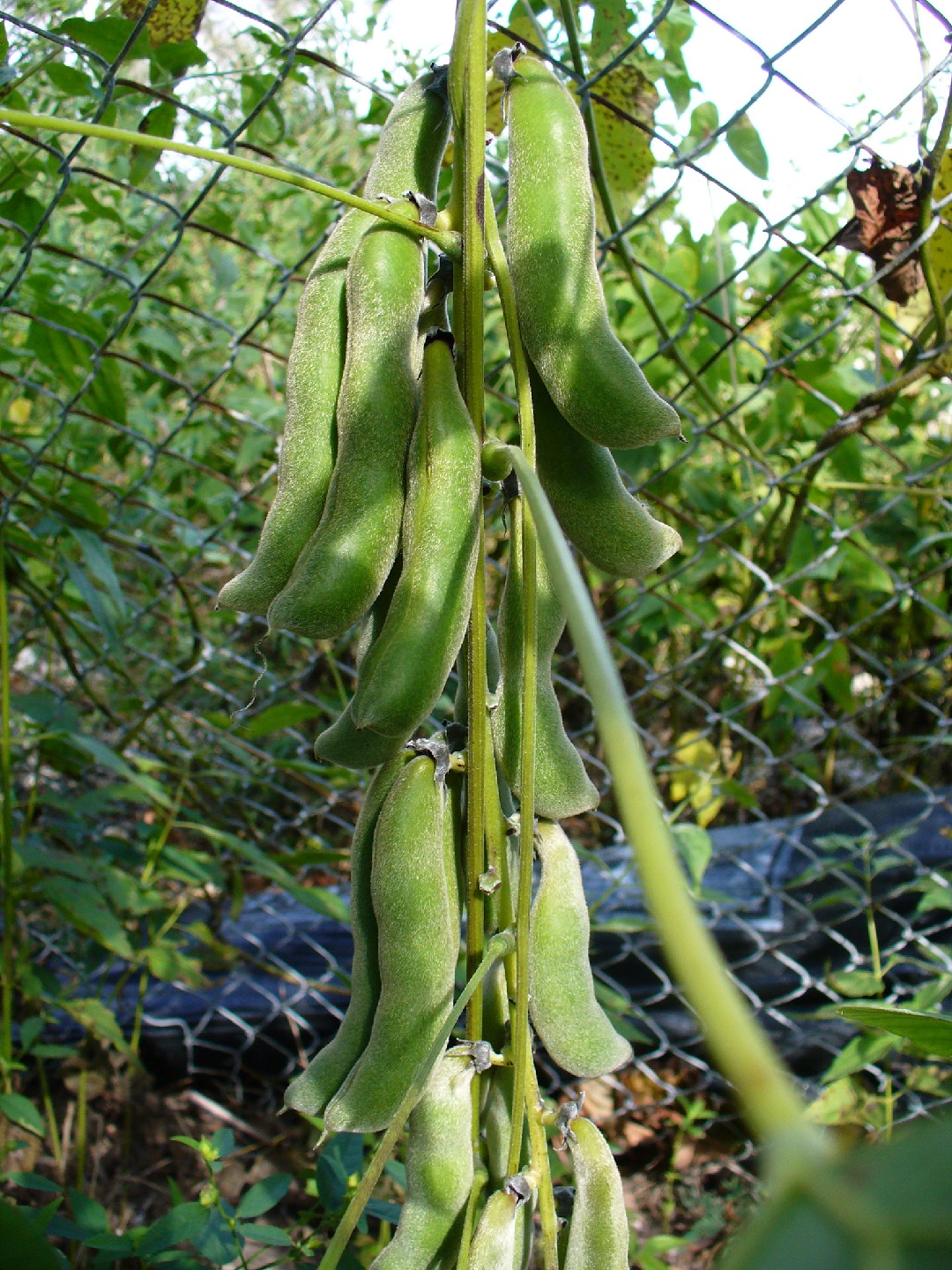 Pois mascate (Mucuna pruriens) - PictureThis