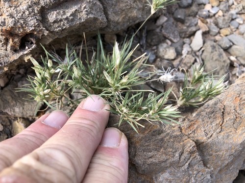 Munroa pulchella - PictureThis