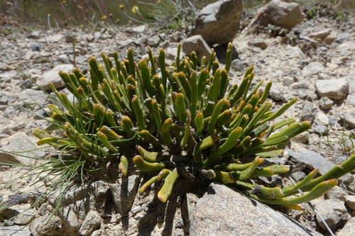 Stout dwarf broom (Carmichaelia monroi) Flower, Leaf, Care, Uses ...