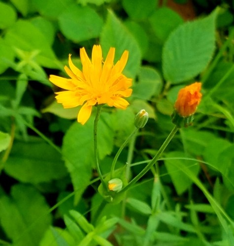 Krigia biflora - PictureThis