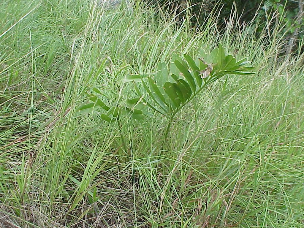 Stangeria eriopus - PictureThis