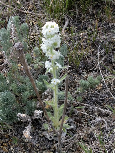 Northern cryptantha (Oreocarya celosioides) Flower, Leaf, Care, Uses ...