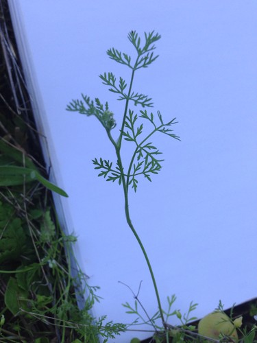 Yabea microcarpa - PictureThis