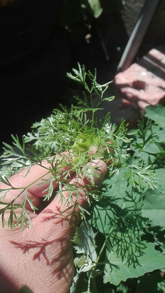 Pimpinela de roca (Pimpinella tragium) - PictureThis