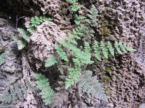 Cooper's lip fern (Myriopteris cooperae) Flower, Leaf, Care, Uses ...